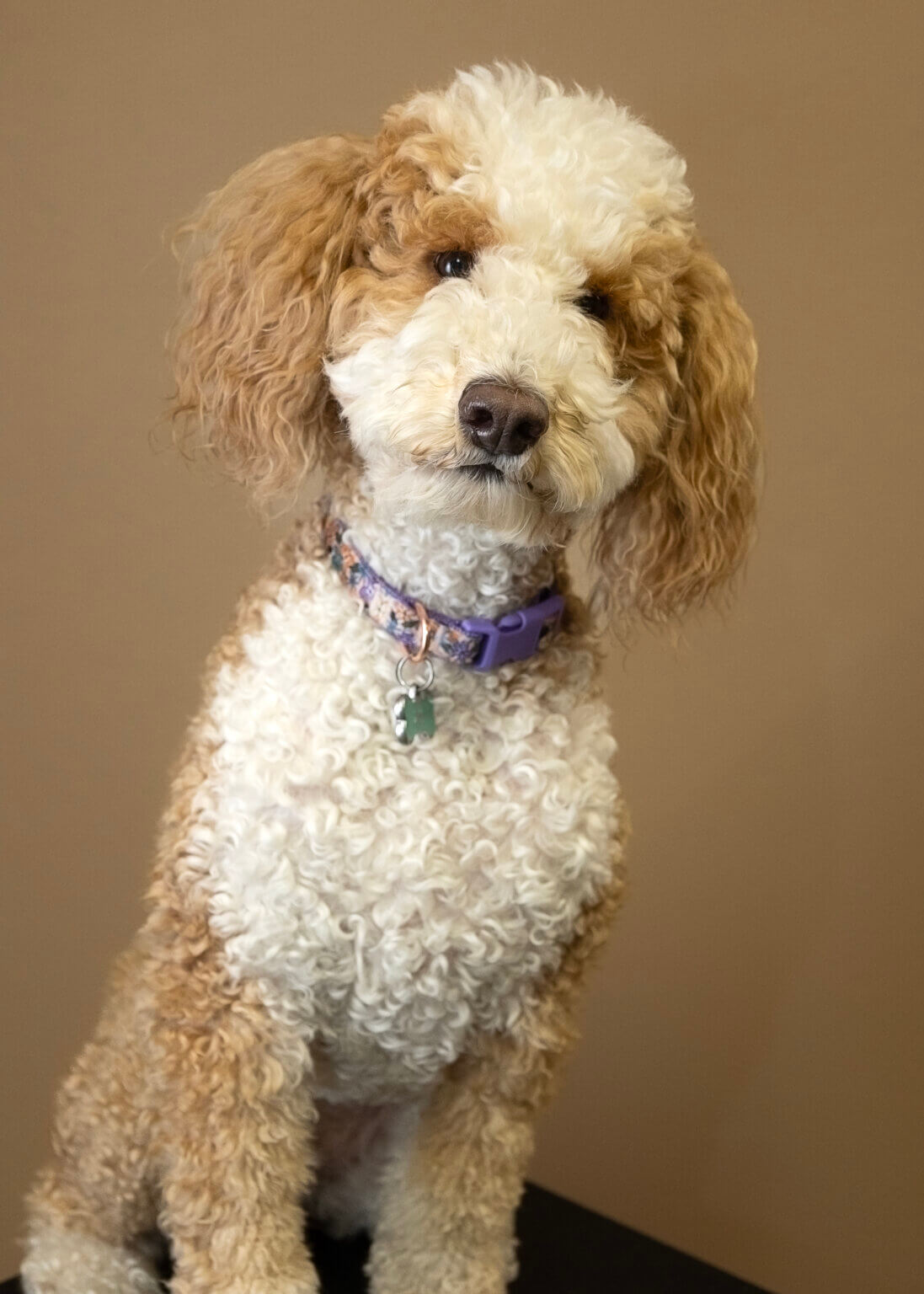 Physical Therapists Tucson | The Physio Shop